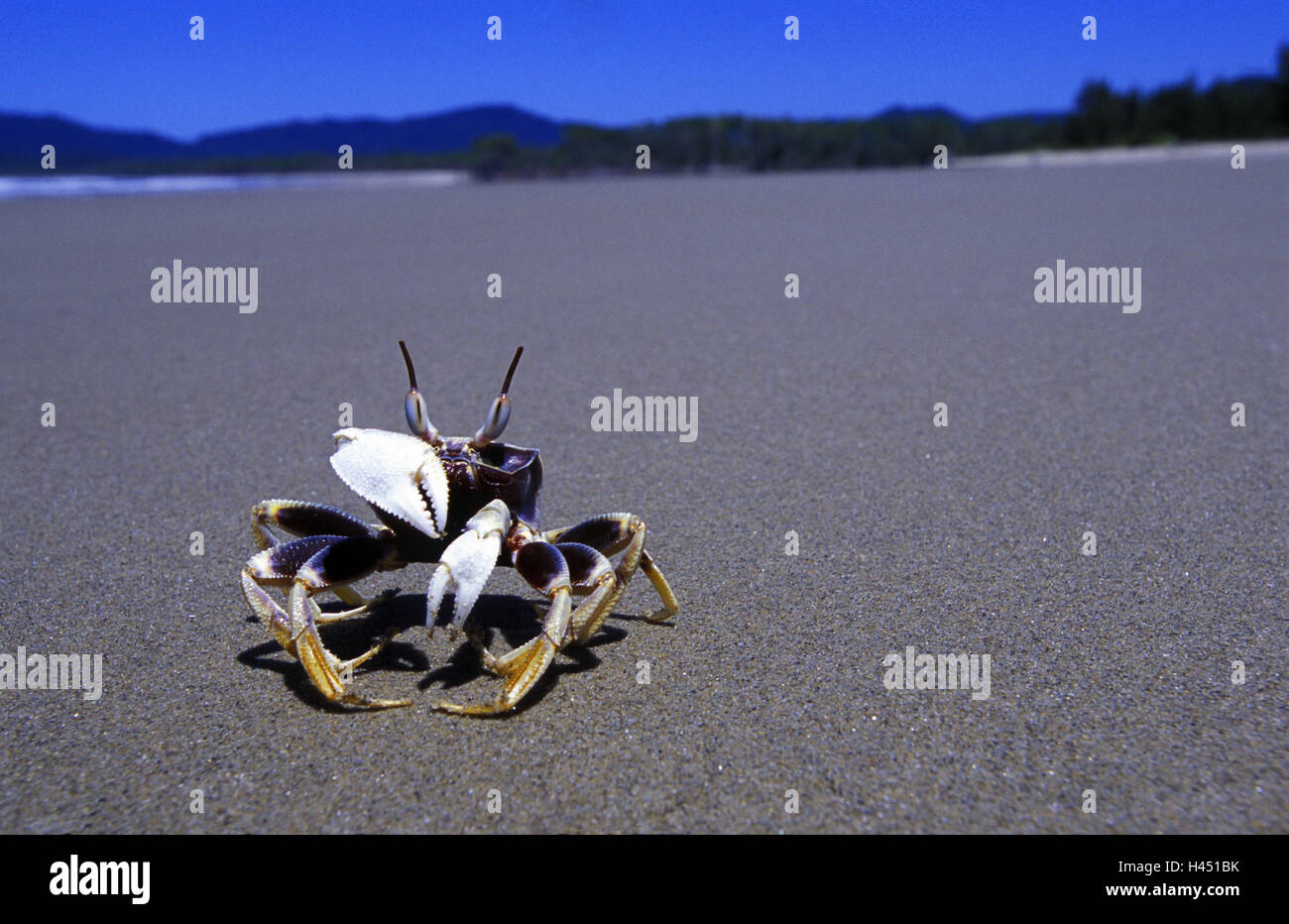 Australia, beach, crab Stock Photo - Alamy