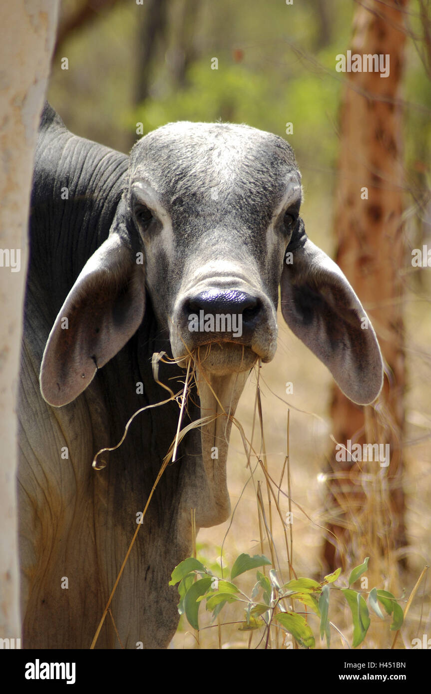 Cow ears hi-res stock photography and images - Alamy