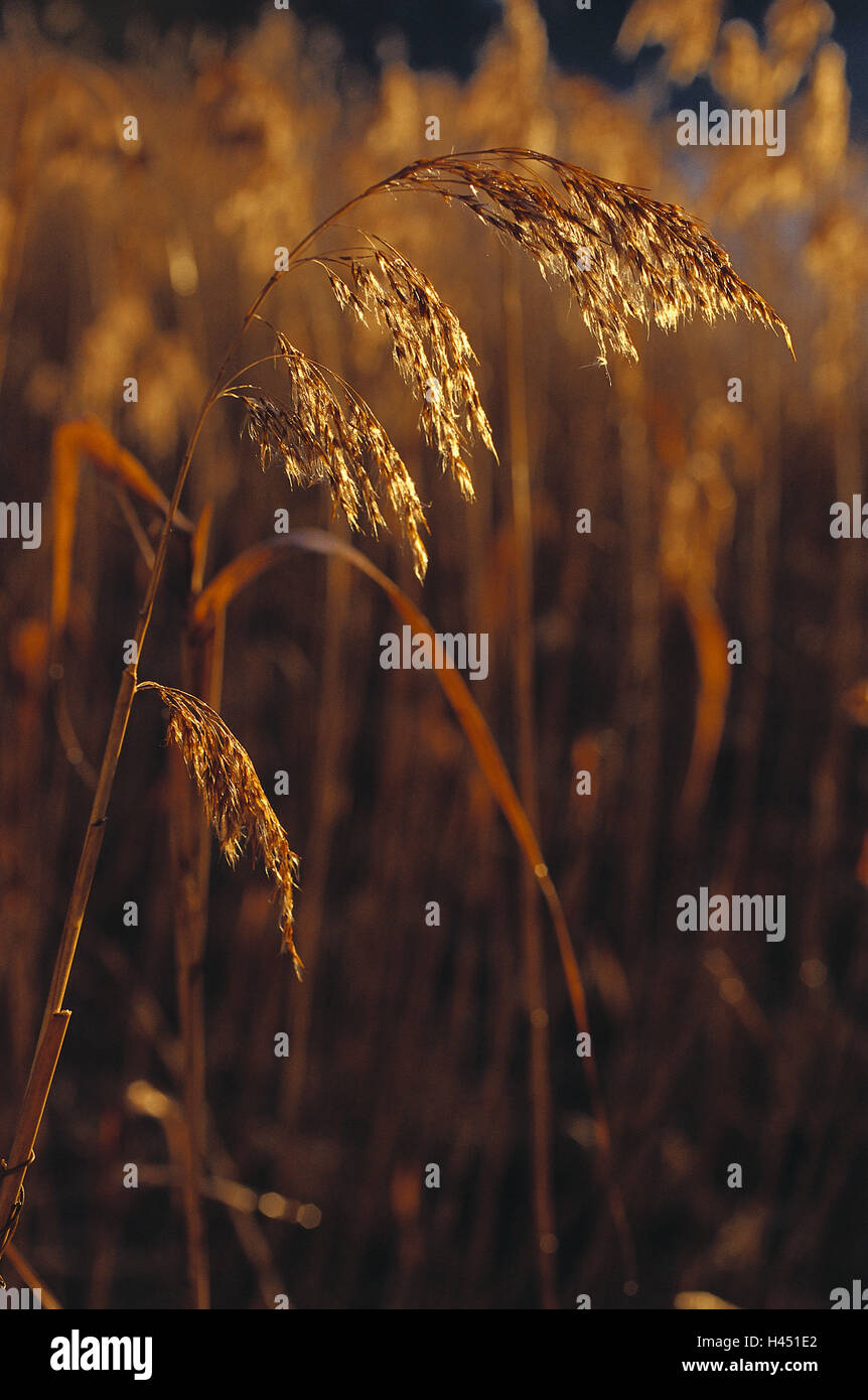 Lakeside plants hi-res stock photography and images - Alamy