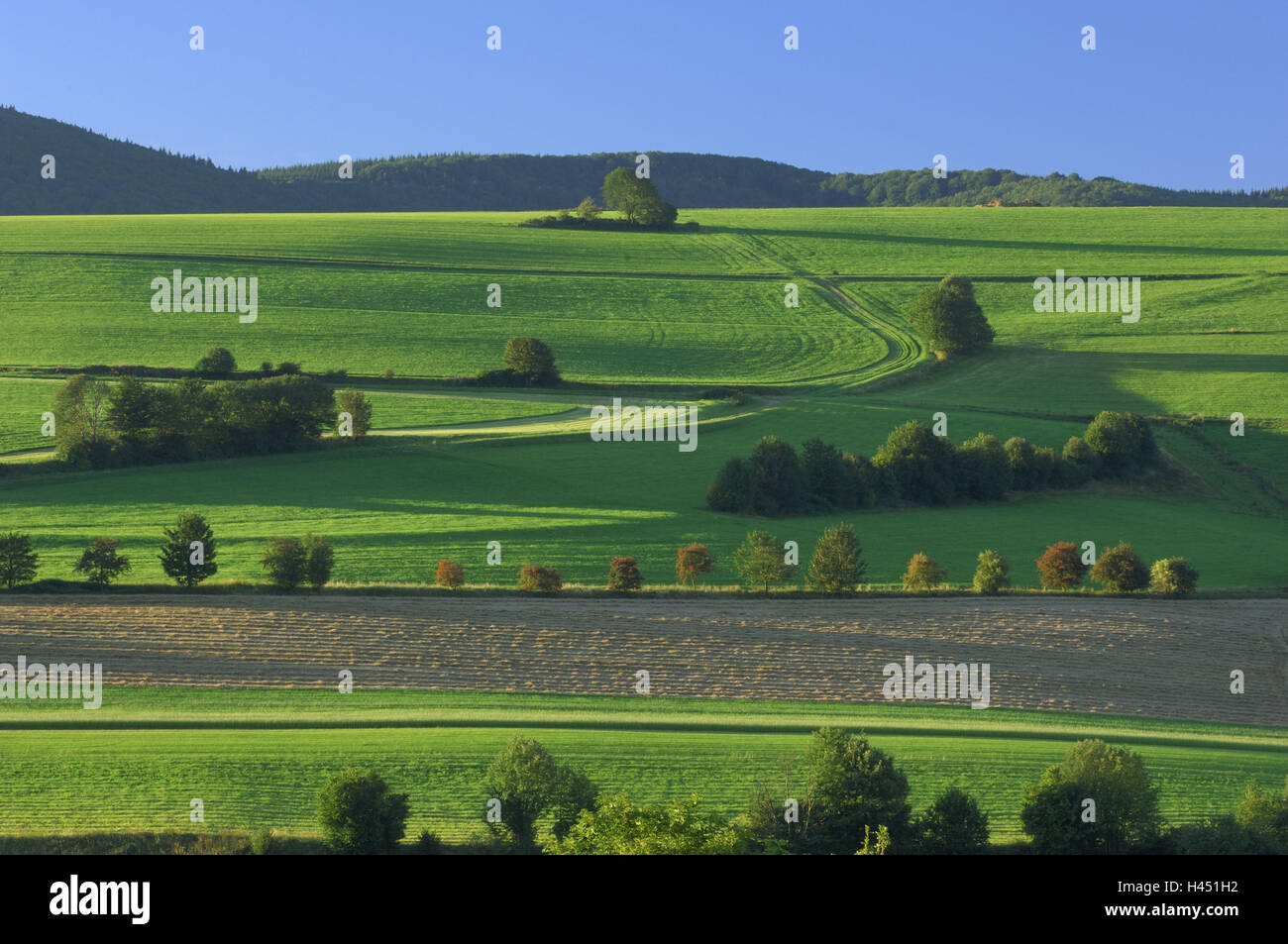 Germany, Hessen, Rhön, Gersfeld, fields, trees, summer, meadow ...