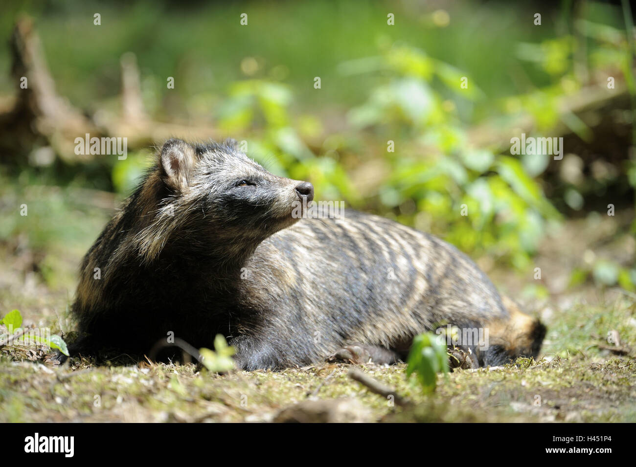 Marten's dog, Nyctereutes procyonoides, rest Stock Photo - Alamy