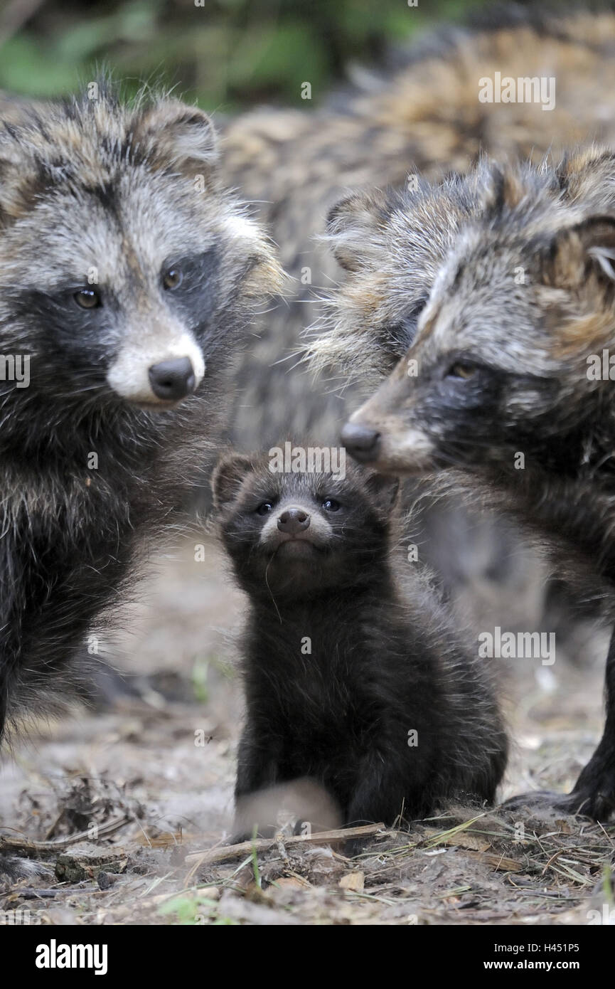 Marten's dogs, Nyctereutes procyonoides, Old animals, puppy Stock Photo ...
