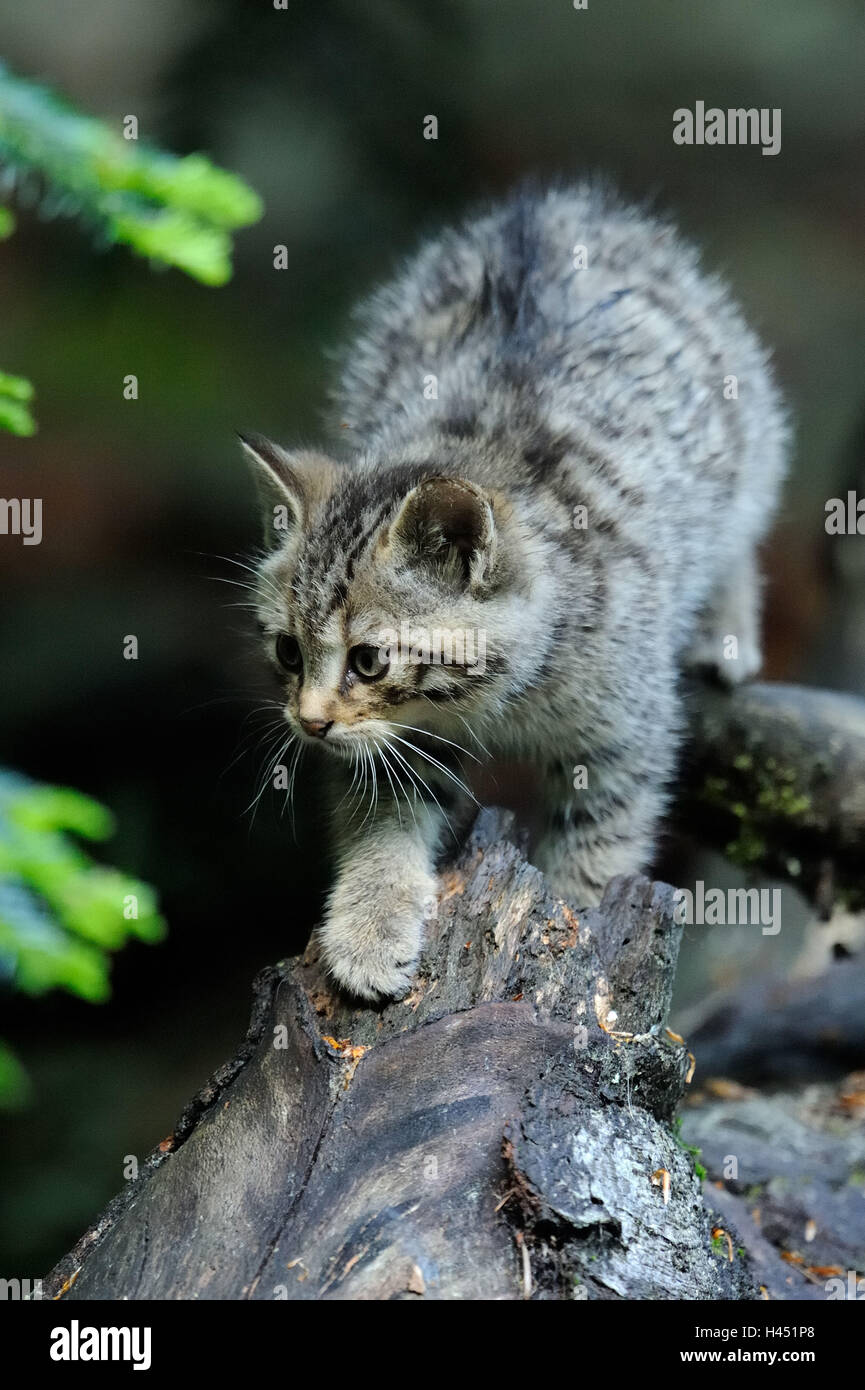 Young animal big cat hi-res stock photography and images - Alamy