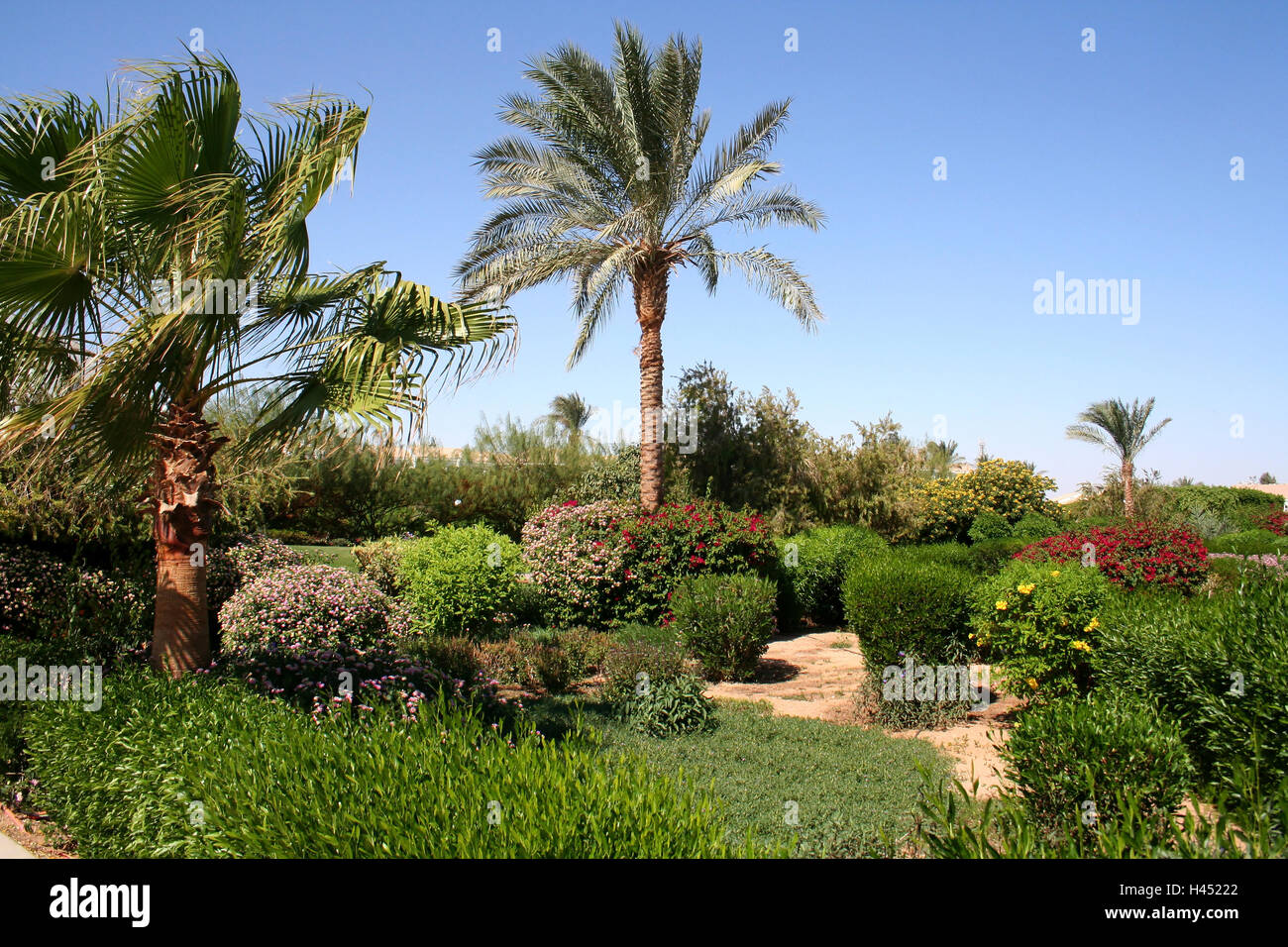 Palm tree park hi-res stock photography and images - Alamy