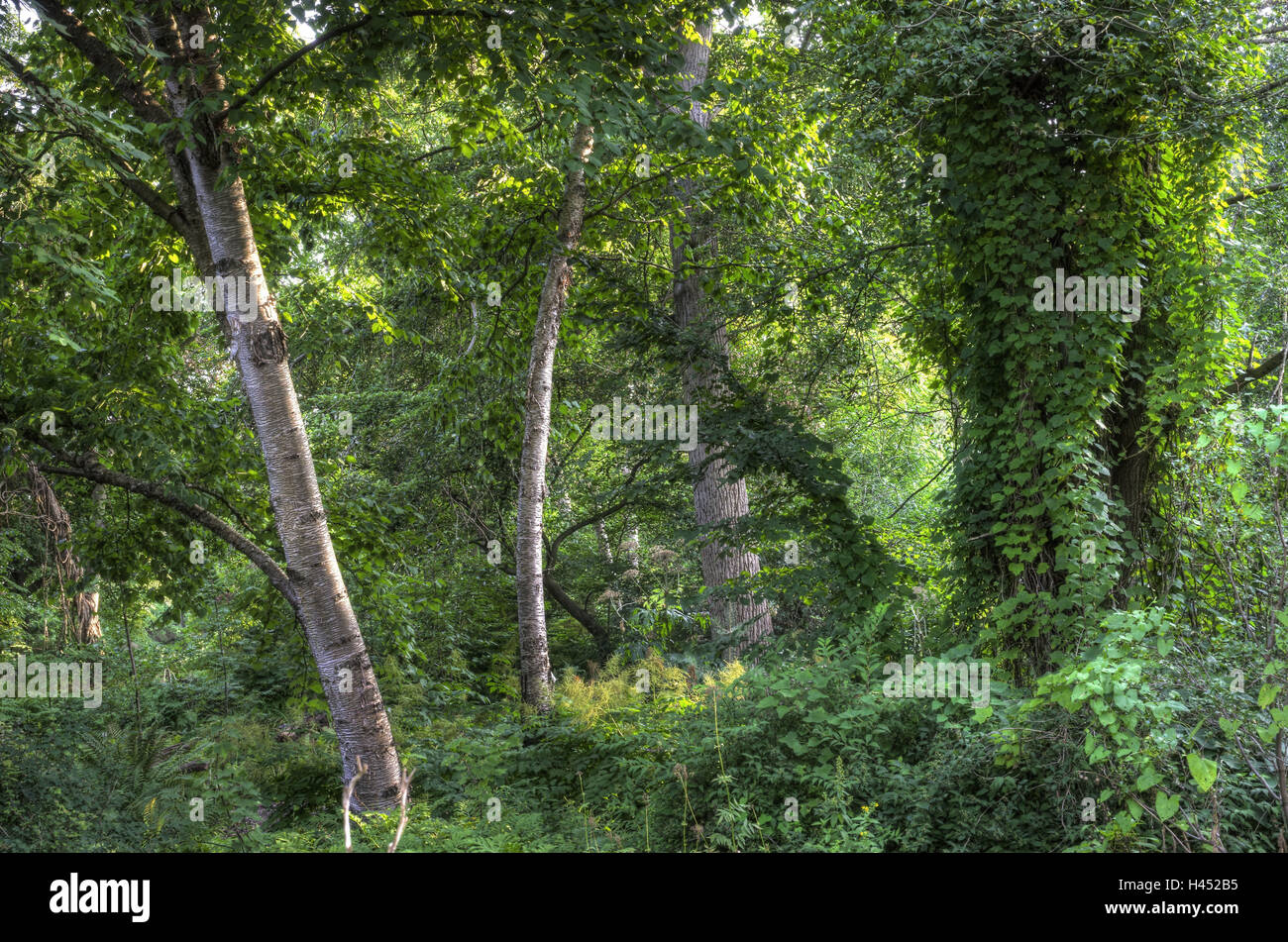 Deciduous forest, green, wood, trees, broad-leaved trees, climbers ...