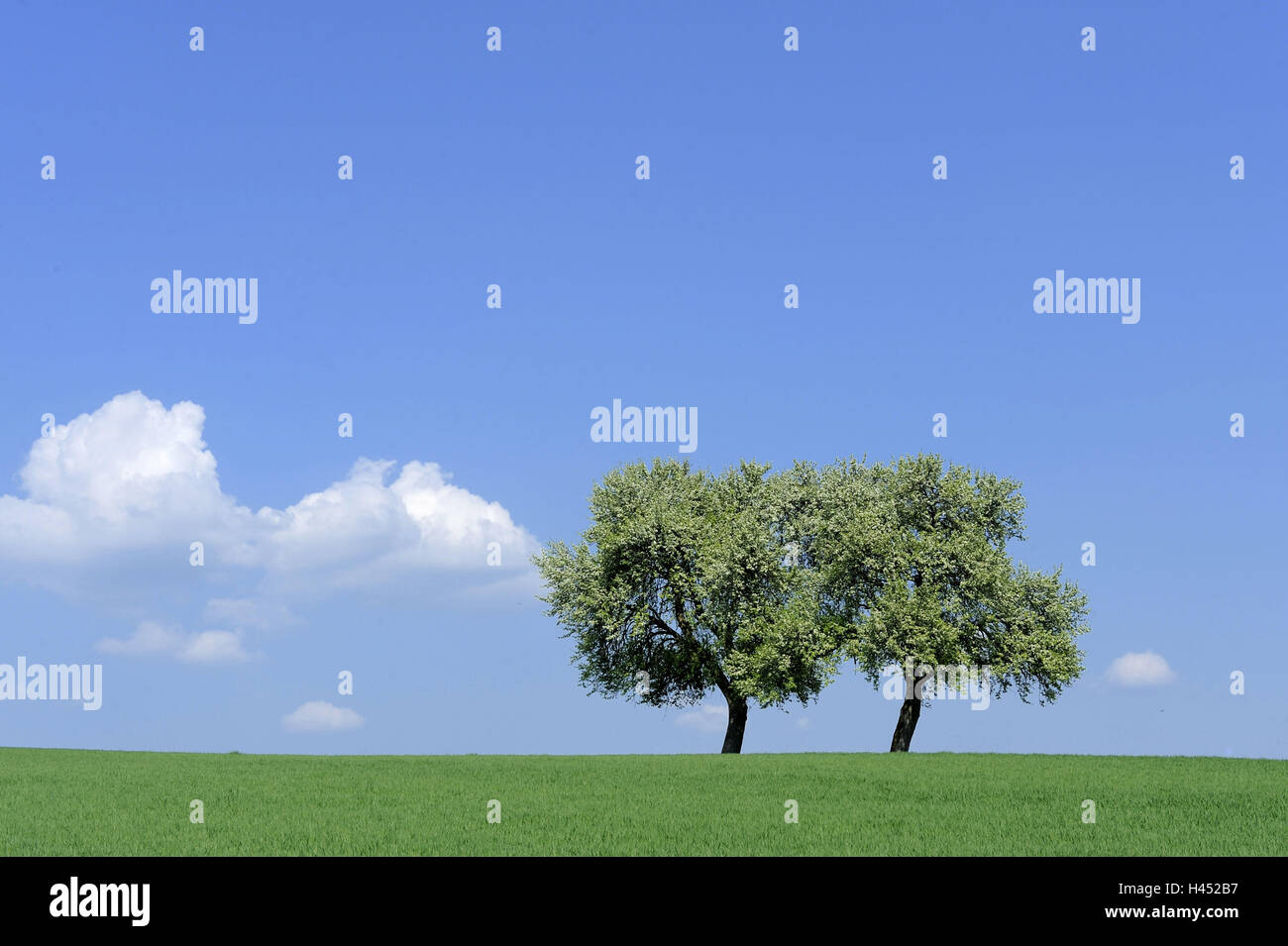 Wheat field, broad-leaved trees, summers Stock Photo - Alamy