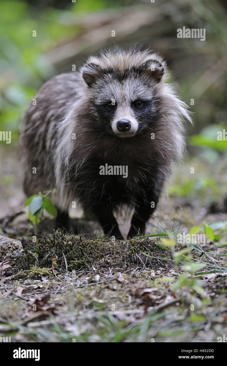 Marten's dog, Nyctereutes procyonoides Stock Photo - Alamy