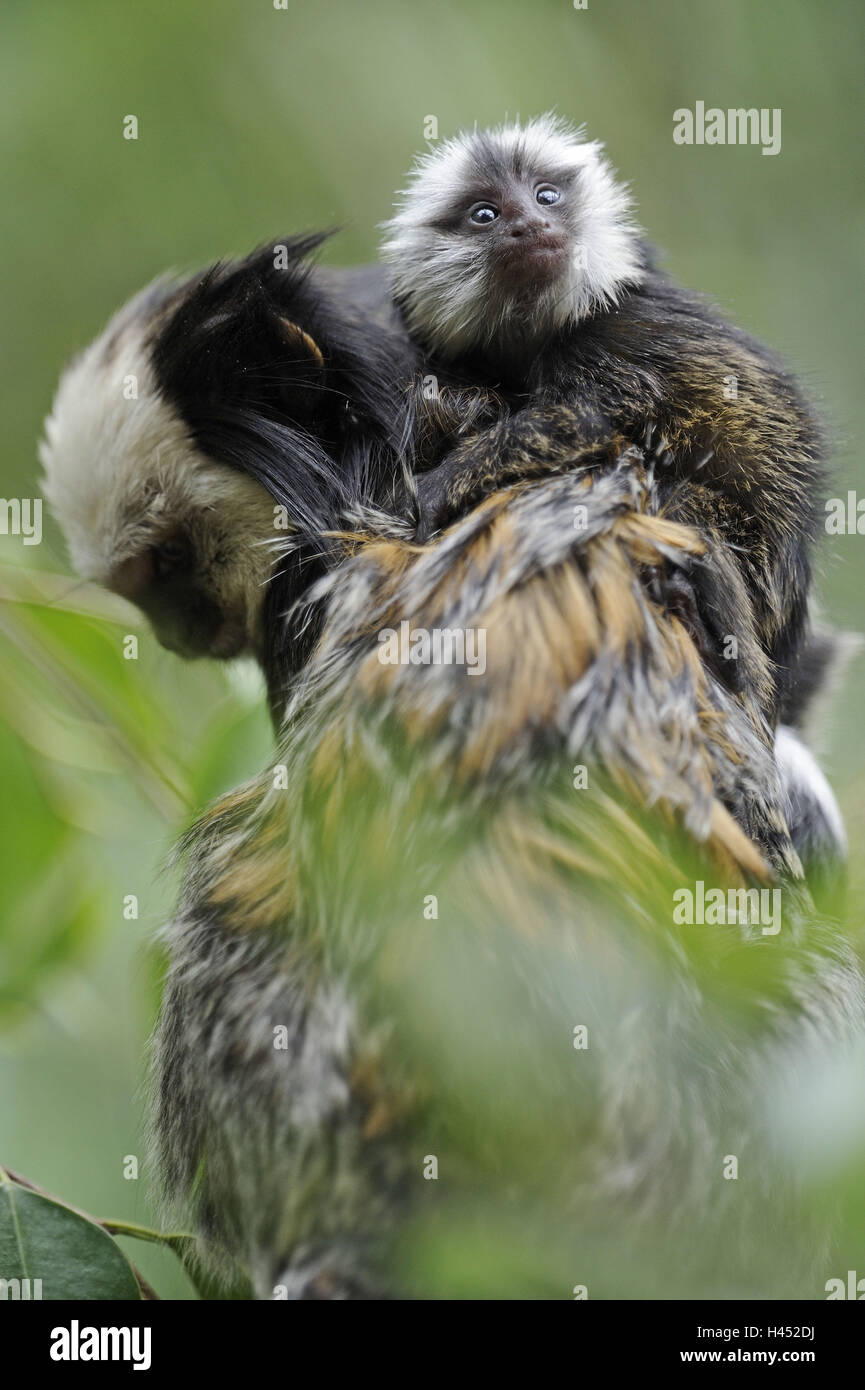 Geoffroy's marmoset, Callithrix geoffroyi, mother and cub Stock Photo ...