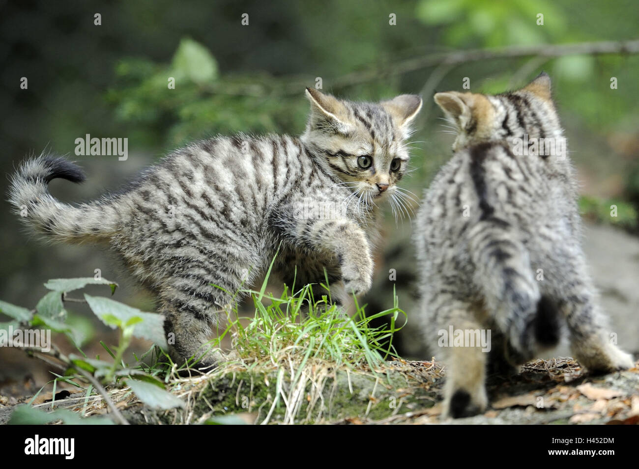 Zoo animals play hi-res stock photography and images - Alamy