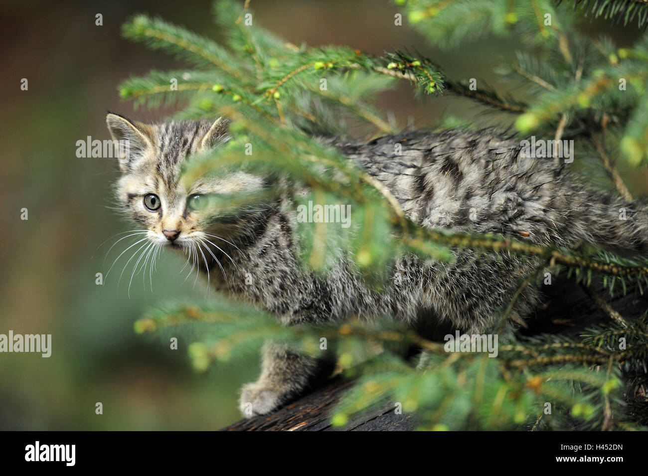 Wildcat, Felis silvestris, young animal Stock Photo - Alamy