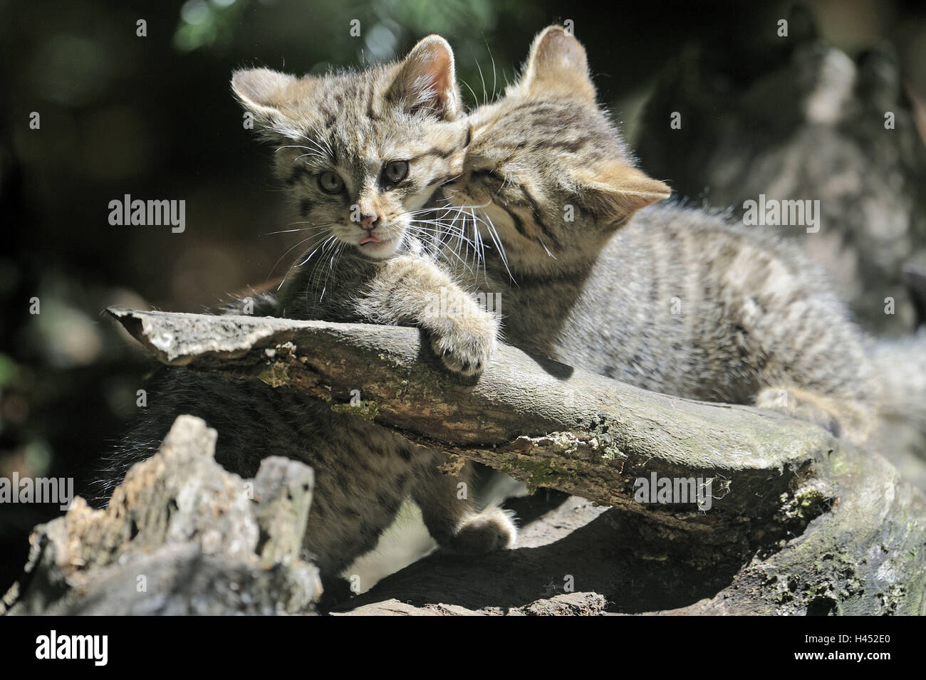 Young animals hi-res stock photography and images - Alamy