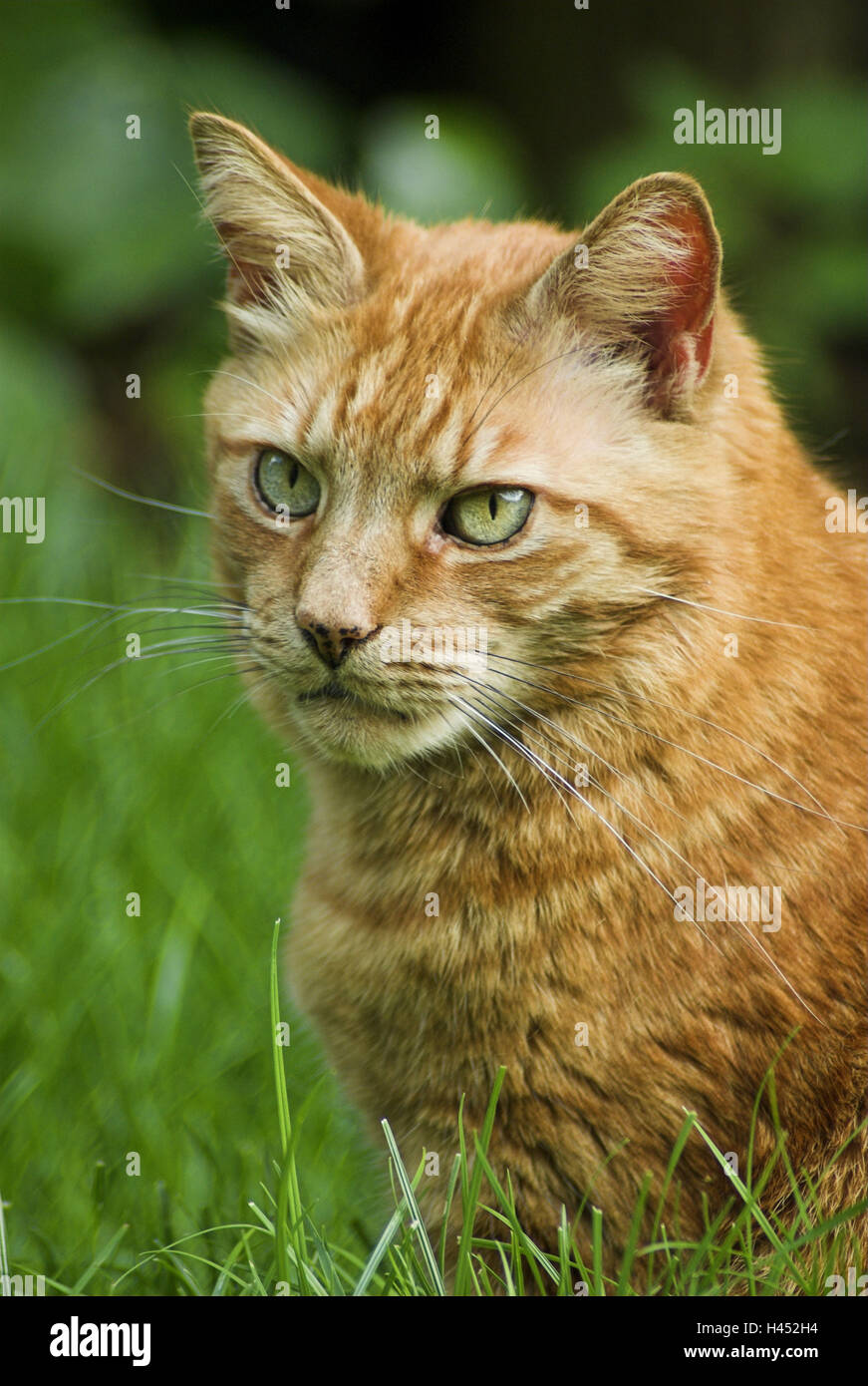 Meadow, cat, red, portrait Stock Photo - Alamy
