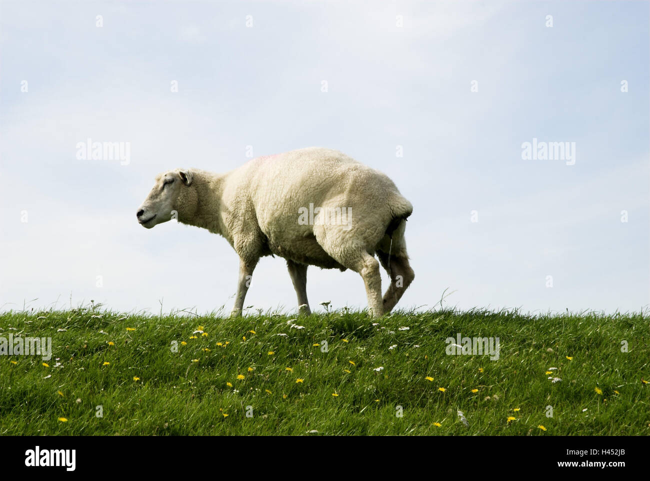 Meadow, sheep, side view Stock Photo - Alamy