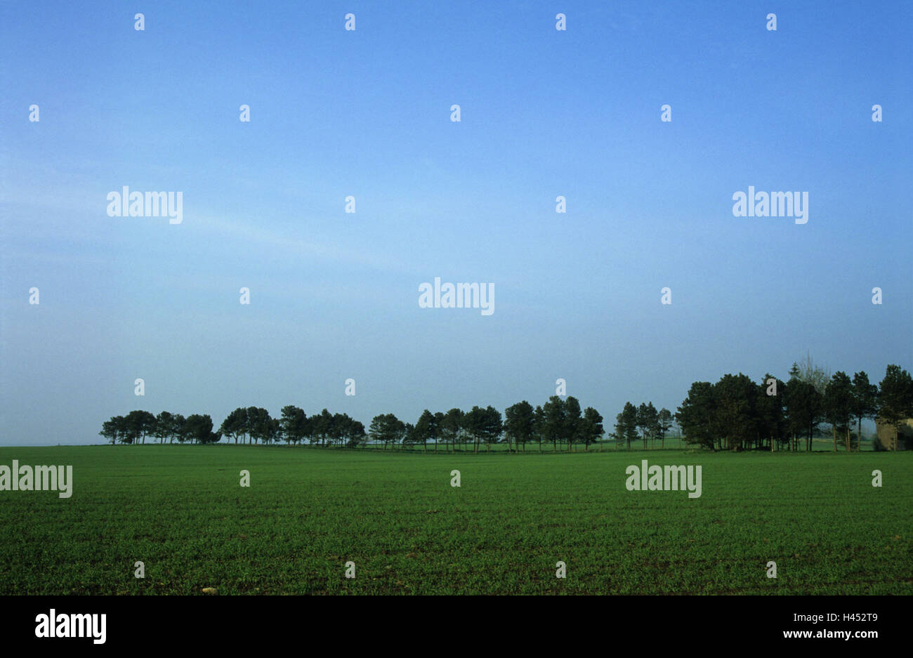 Denmark, island Nyord, field-landscape, tree-row, Scandinavia ...