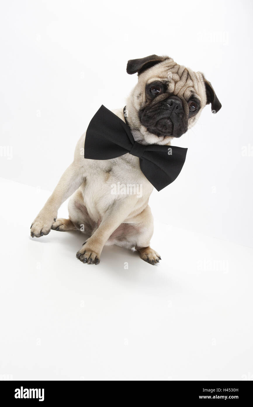 Pug, dressed up, bow tie, sit, studio Stock Photo - Alamy