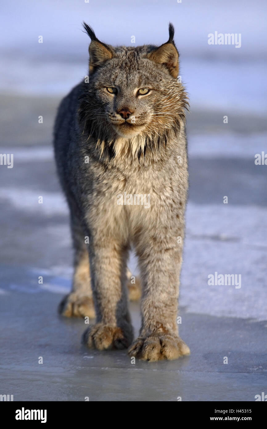 Canadian lynx hi-res stock photography and images - Alamy