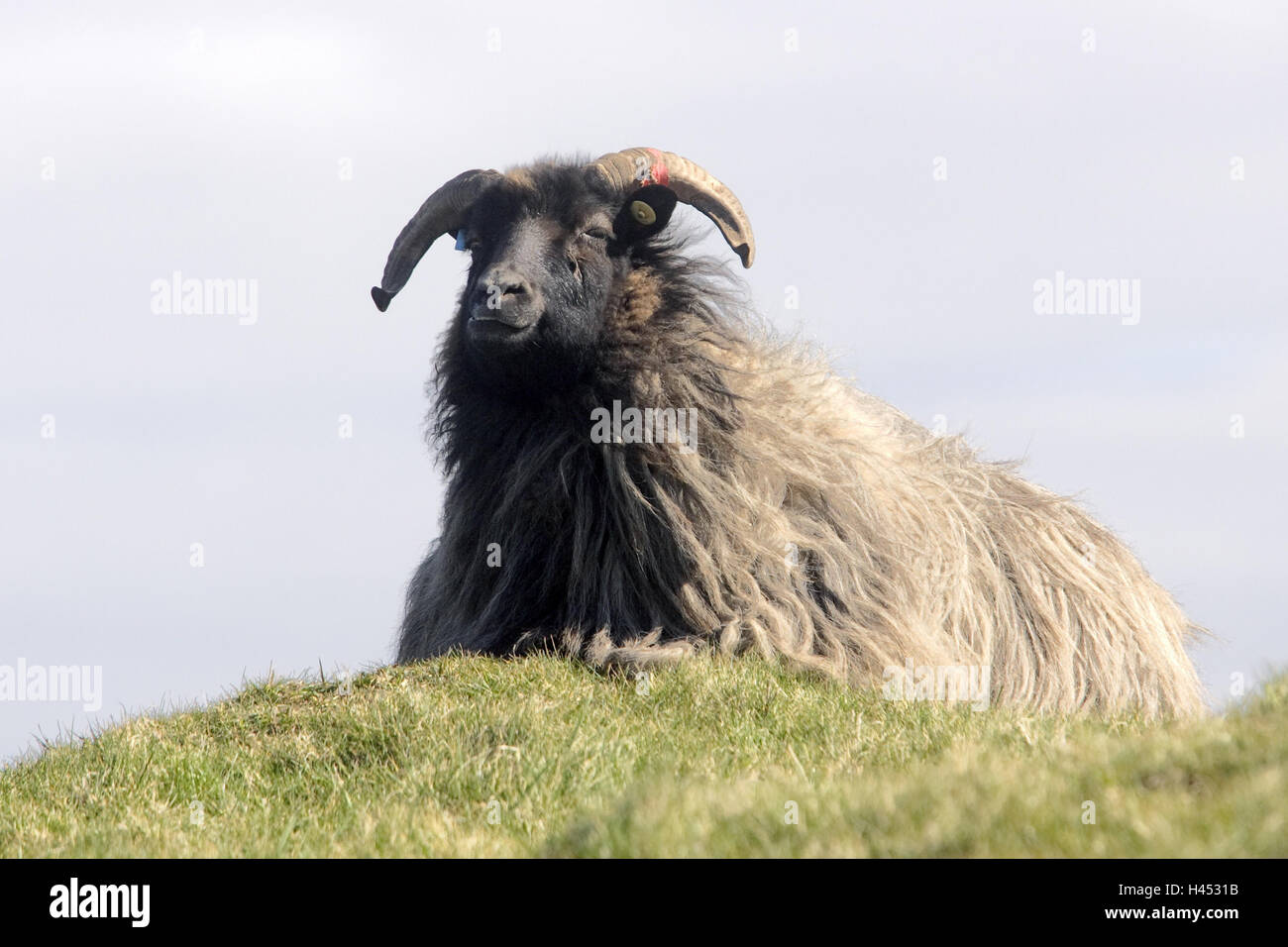 Heath grass hi-res stock photography and images - Alamy