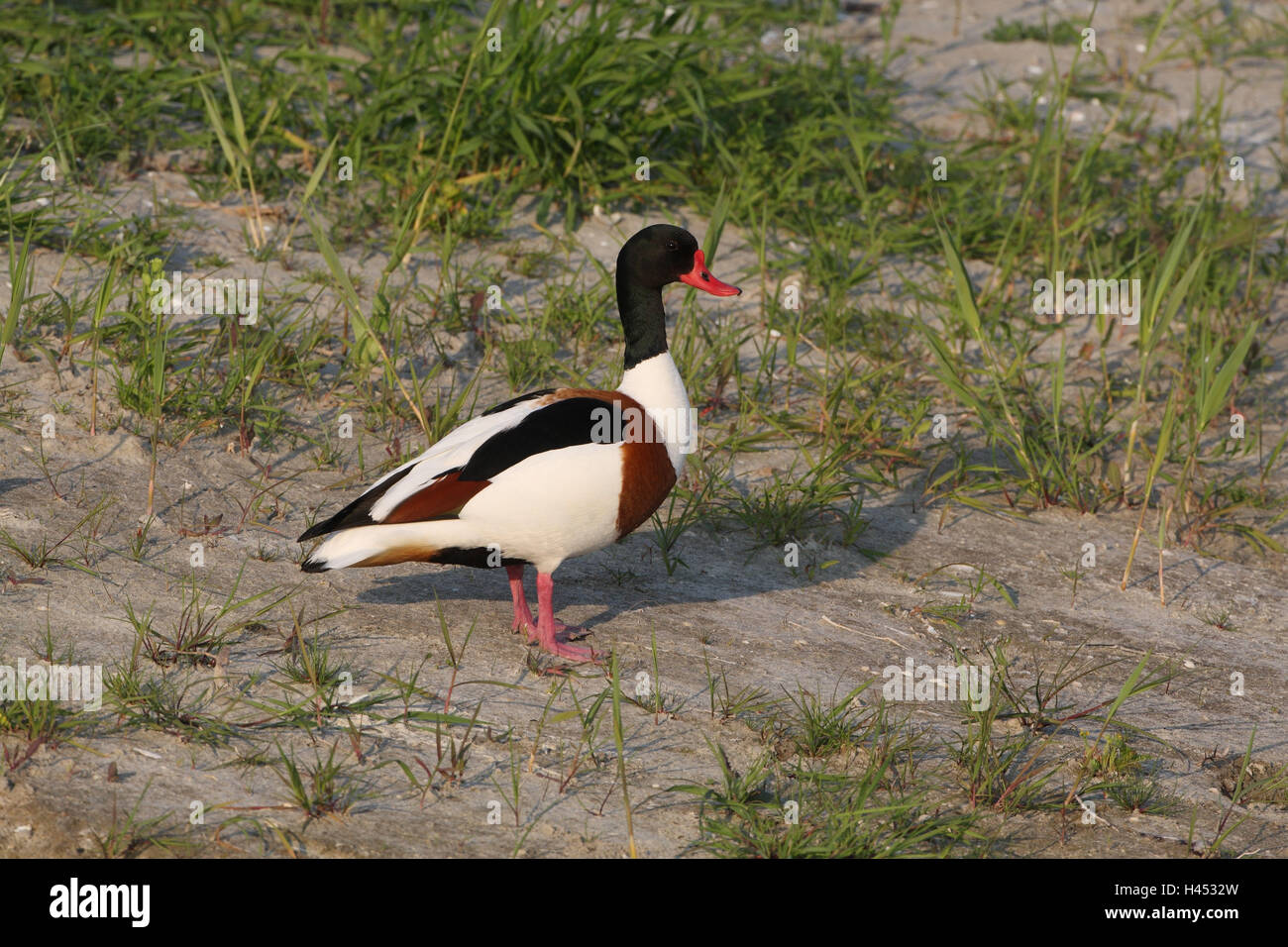 Fire duck, meadow Stock Photo - Alamy