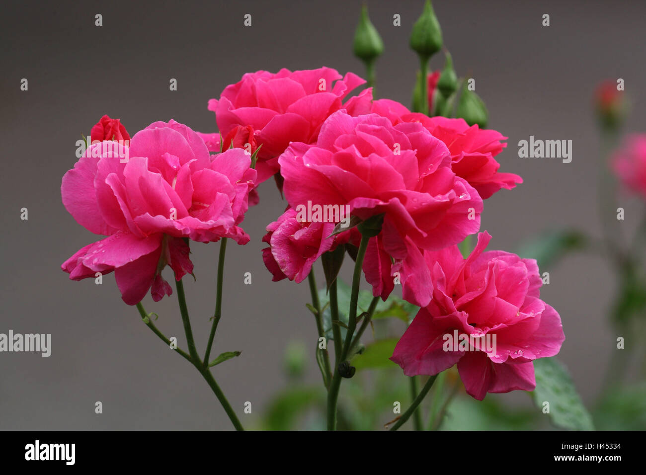 Medium rose hi-res stock photography and images - Alamy