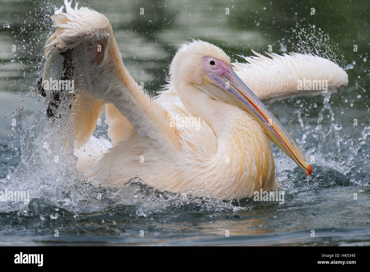 Rose's pelican, Pelecanus onocrotalus, water, splash, fauna, nature ...