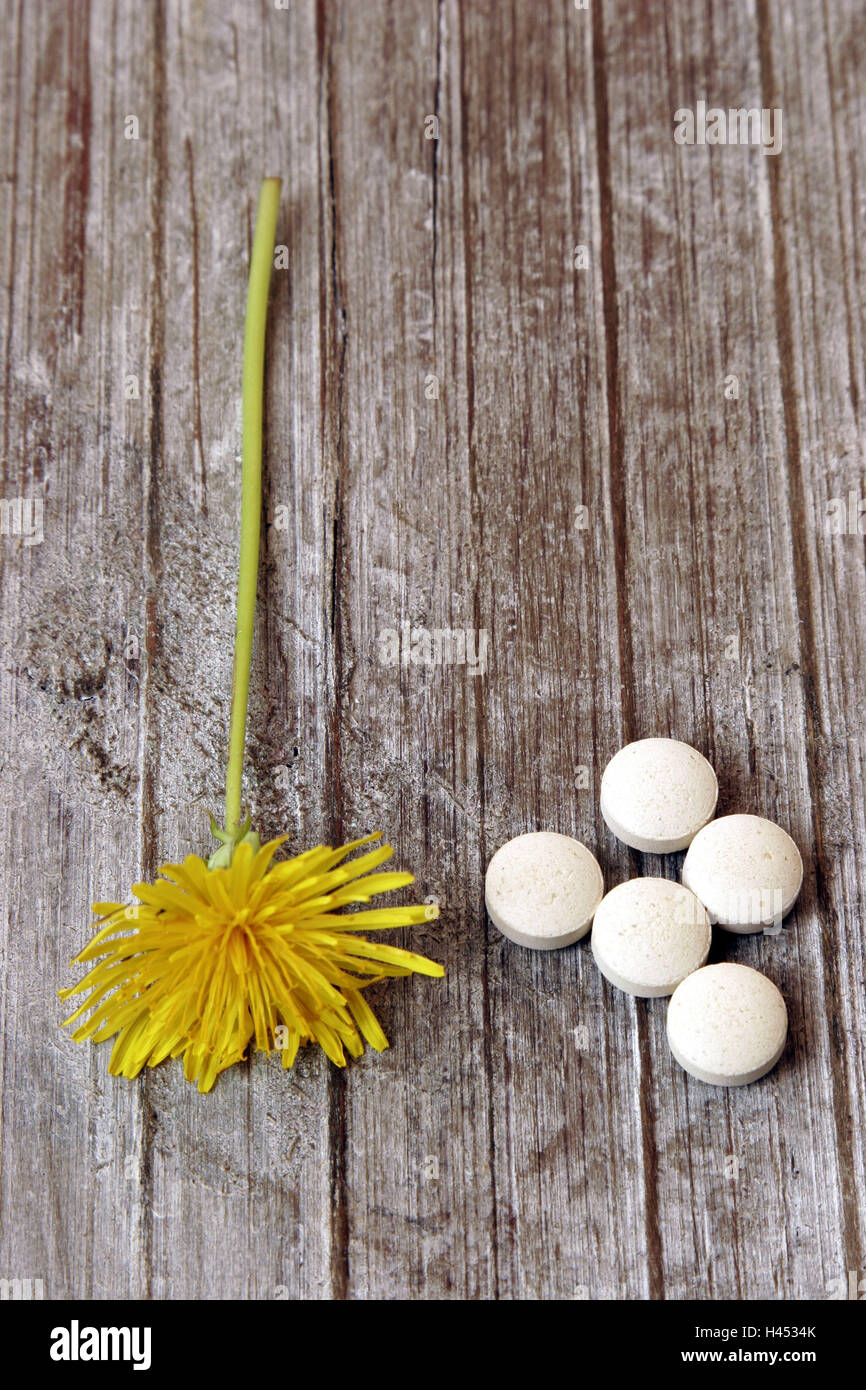 wooden table, meadow dandelion, blossom, yellow, Taraxacum officinale ...