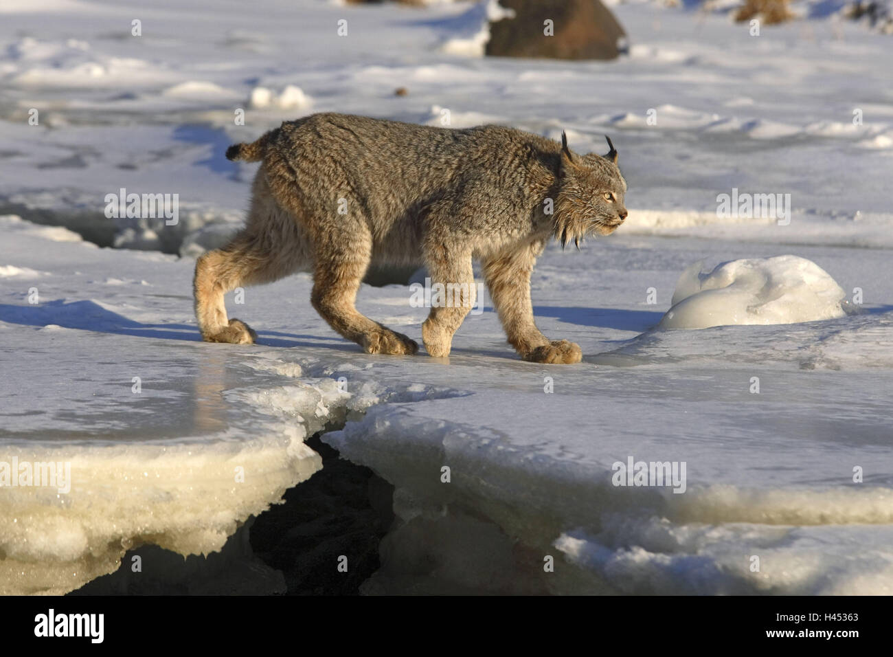 Lynx canadensis hi-res stock photography and images - Alamy