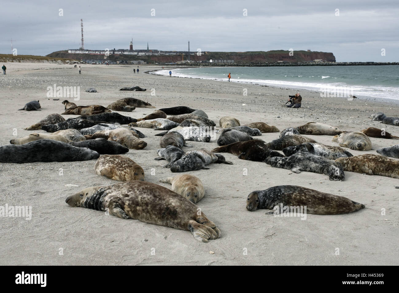 Cone seals hi-res stock photography and images - Alamy