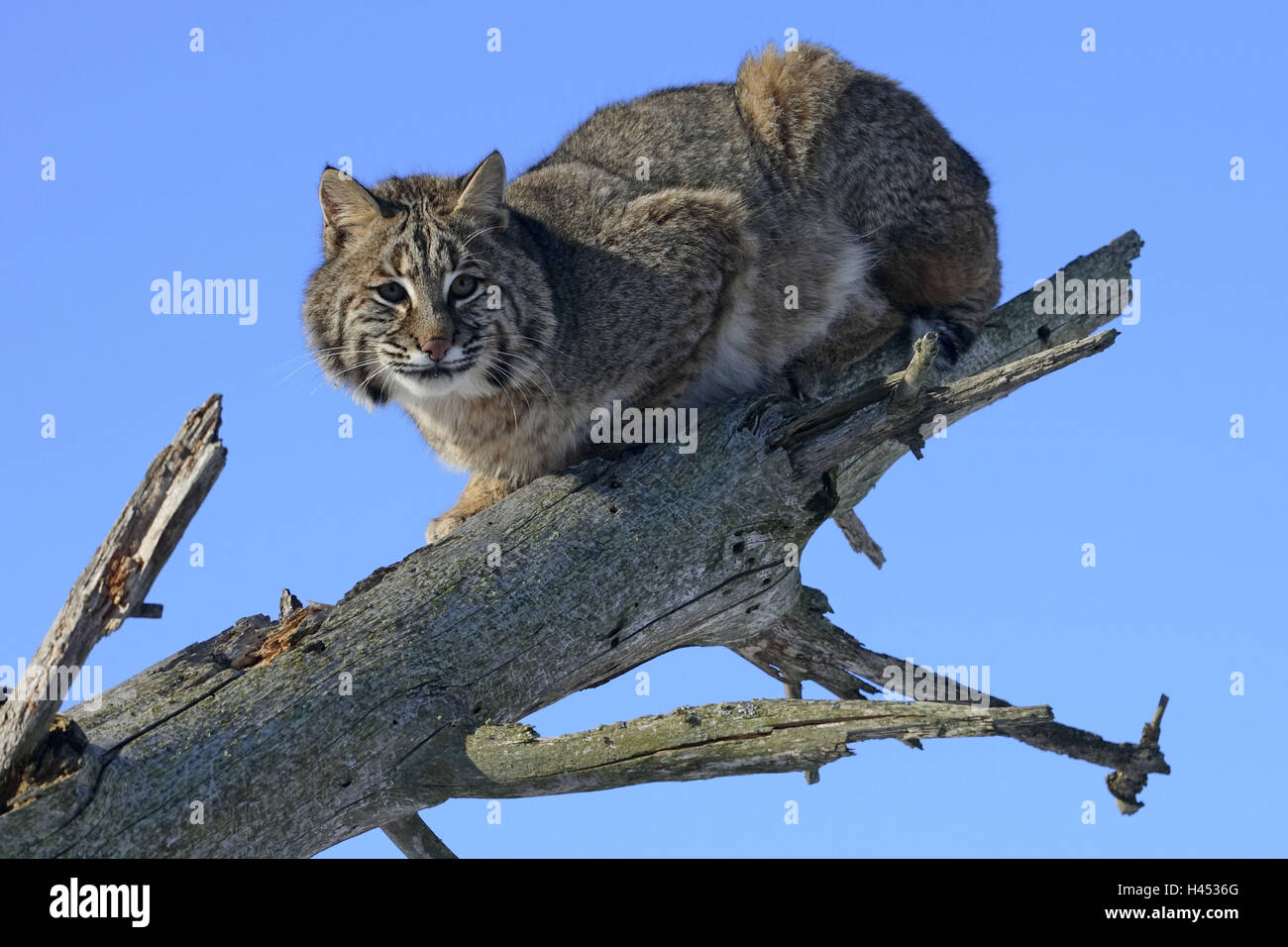 Red-lynx, Lynx rufus, log Stock Photo - Alamy