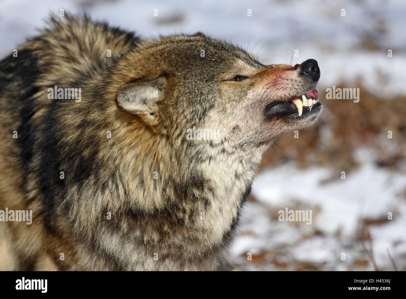 Eastern timber wolf, Canis lupus lycaon, close-up Stock Photo - Alamy