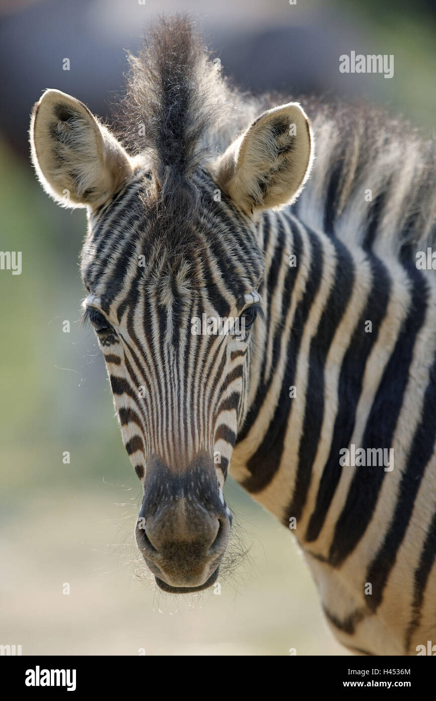 Grevyzebra Equus grevyi, portrait Stock Photo - Alamy