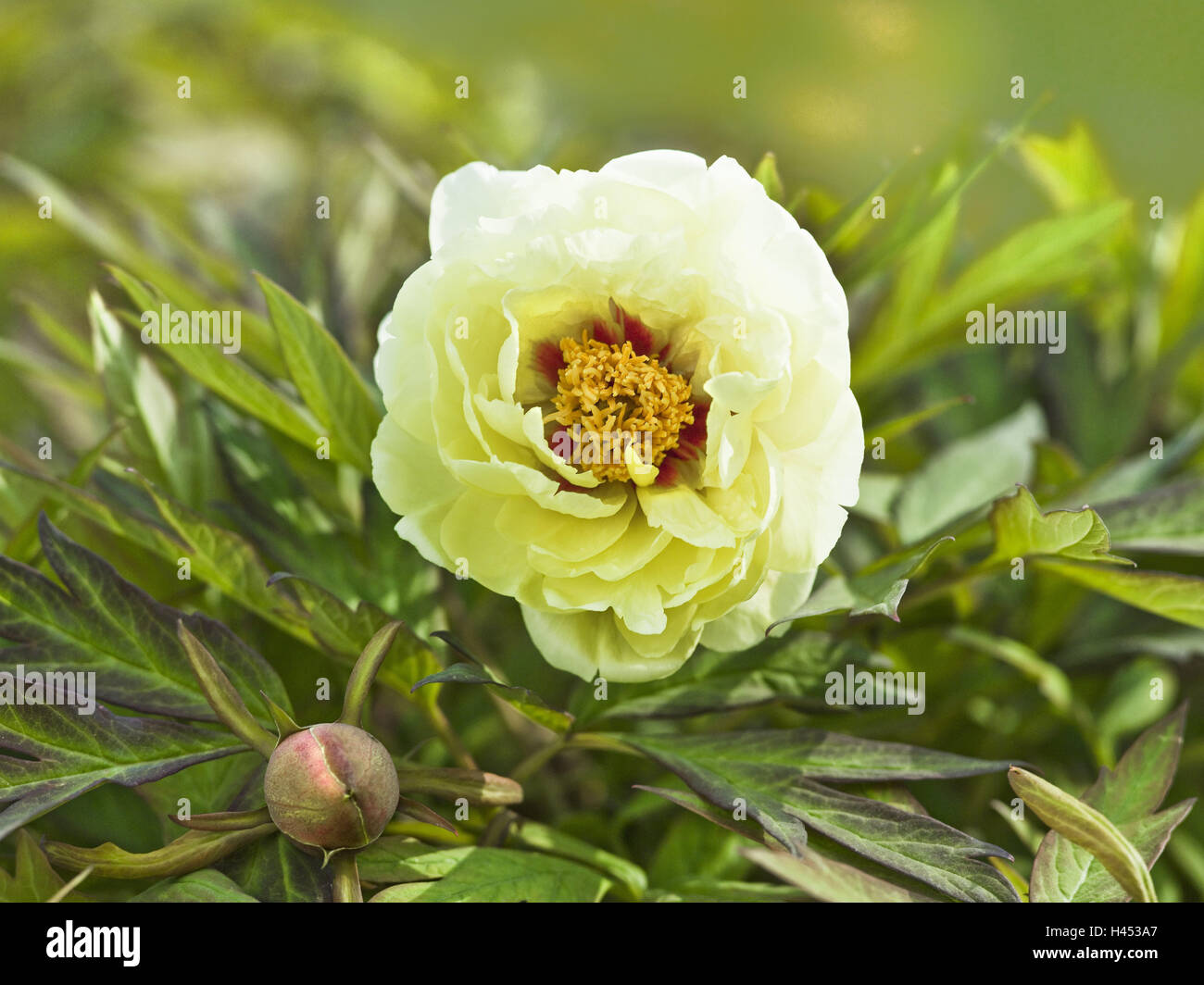Peony leaves hi-res stock photography and images - Alamy