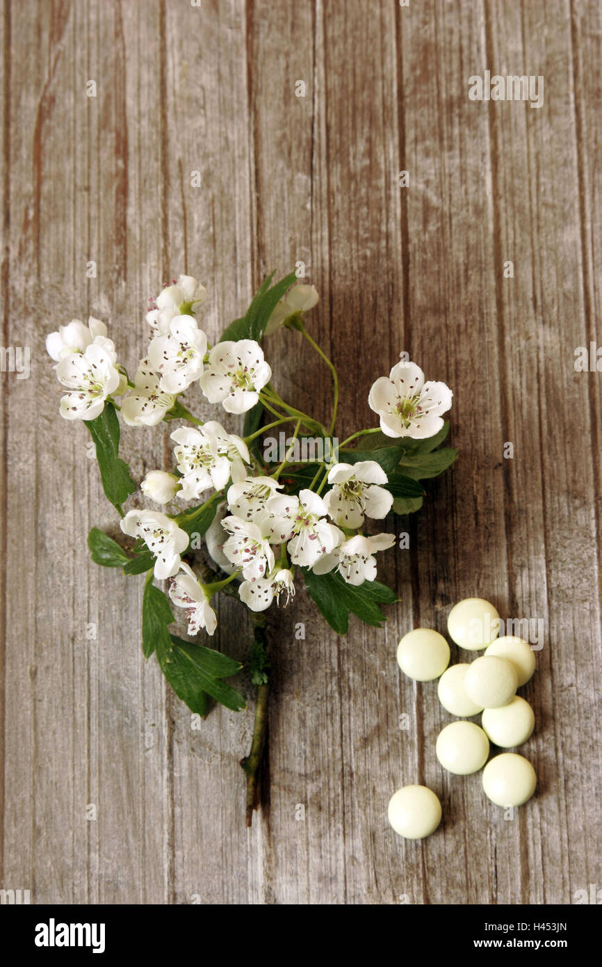 Woodwork table, whitethorn blossoms, Crataegus monogyna, to tablets ...