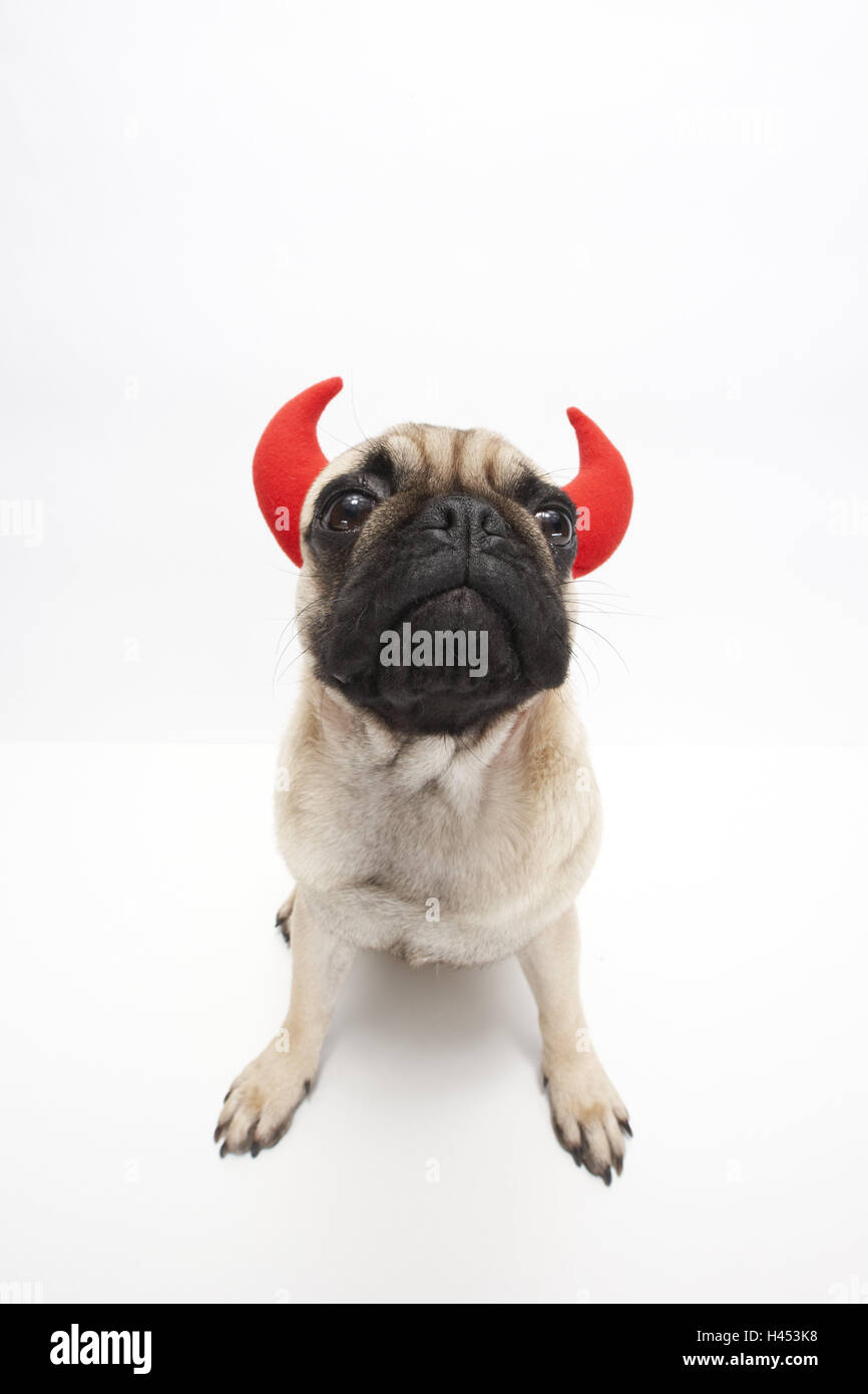 Pug, devil's horns, sit, studio, cut out, animal, Pug, dog, dog breed ...
