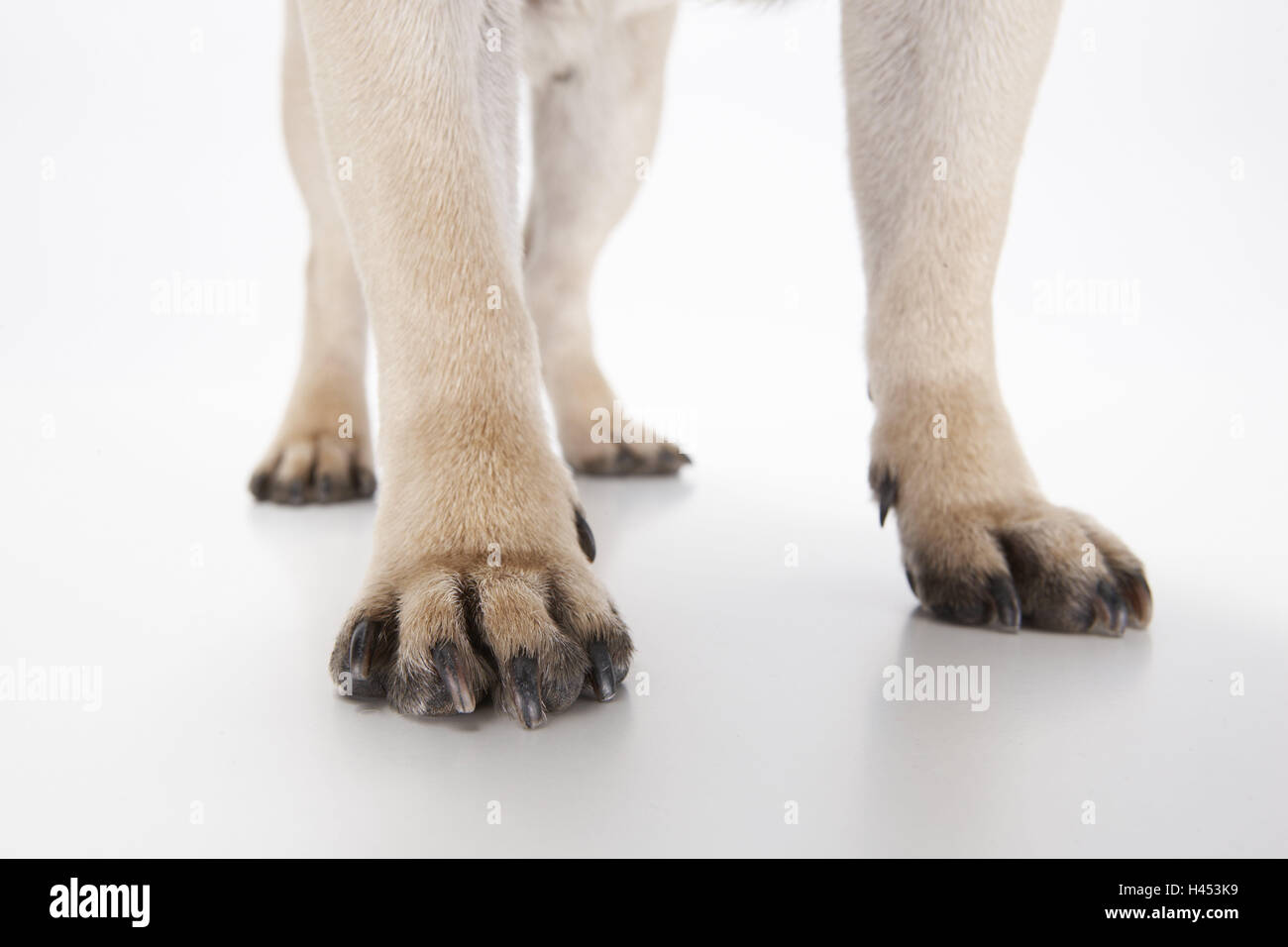 Animal paws detail hi-res stock photography and images - Alamy