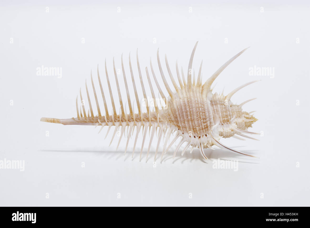 Prickly snail, Murex triremis, Venus Comb Murex Stock Photo - Alamy