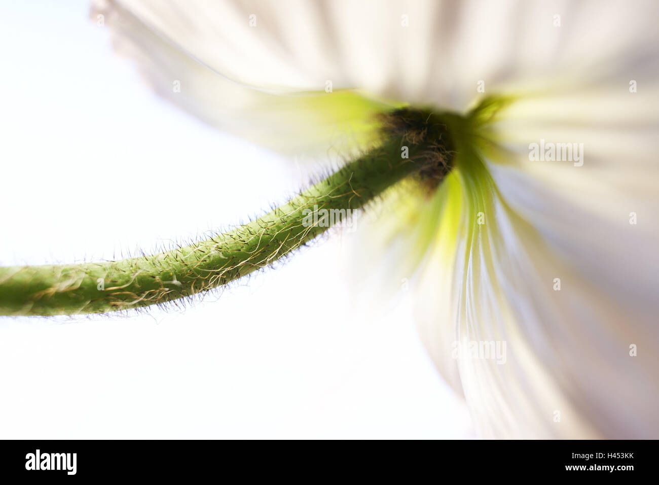 Poppy, stem, stalk, close up Stock Photo - Alamy