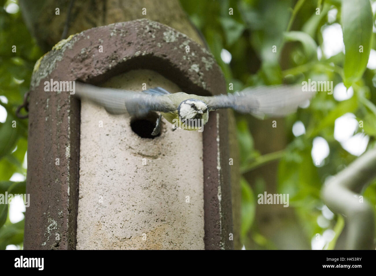 Nesting box, detail, blue tit, Cyanistes caeruleus, flight, animal ...