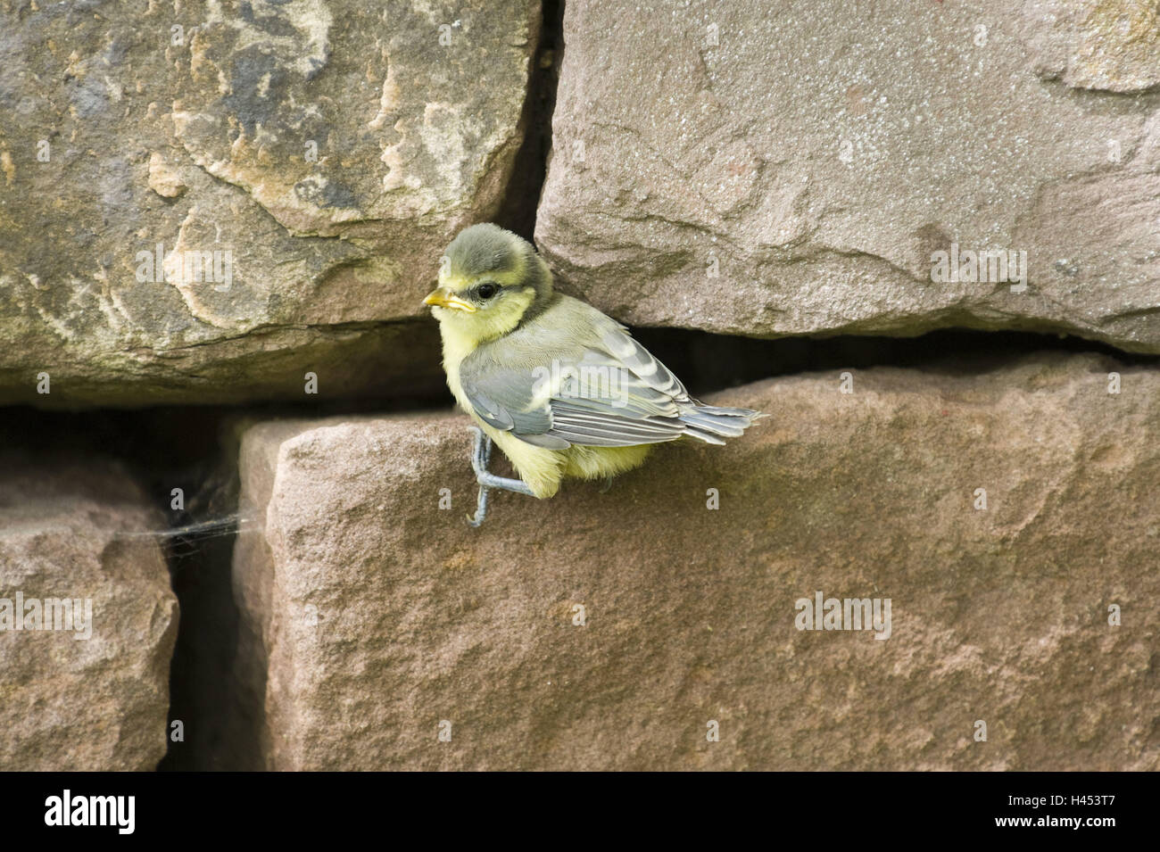 Stone defensive wall, detail, blue tit, Cyanistes, caeruleus, young ...