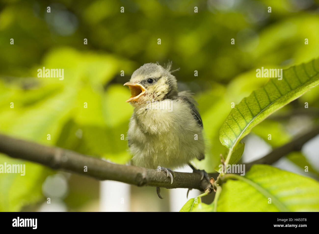 Branch, detail, blue tit, Cyanistes caeruleus, young animal, sit, shout ...
