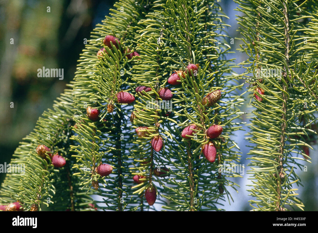 Common spruce, Picea abies, detail, twigs, male blossoms, plants, pine ...