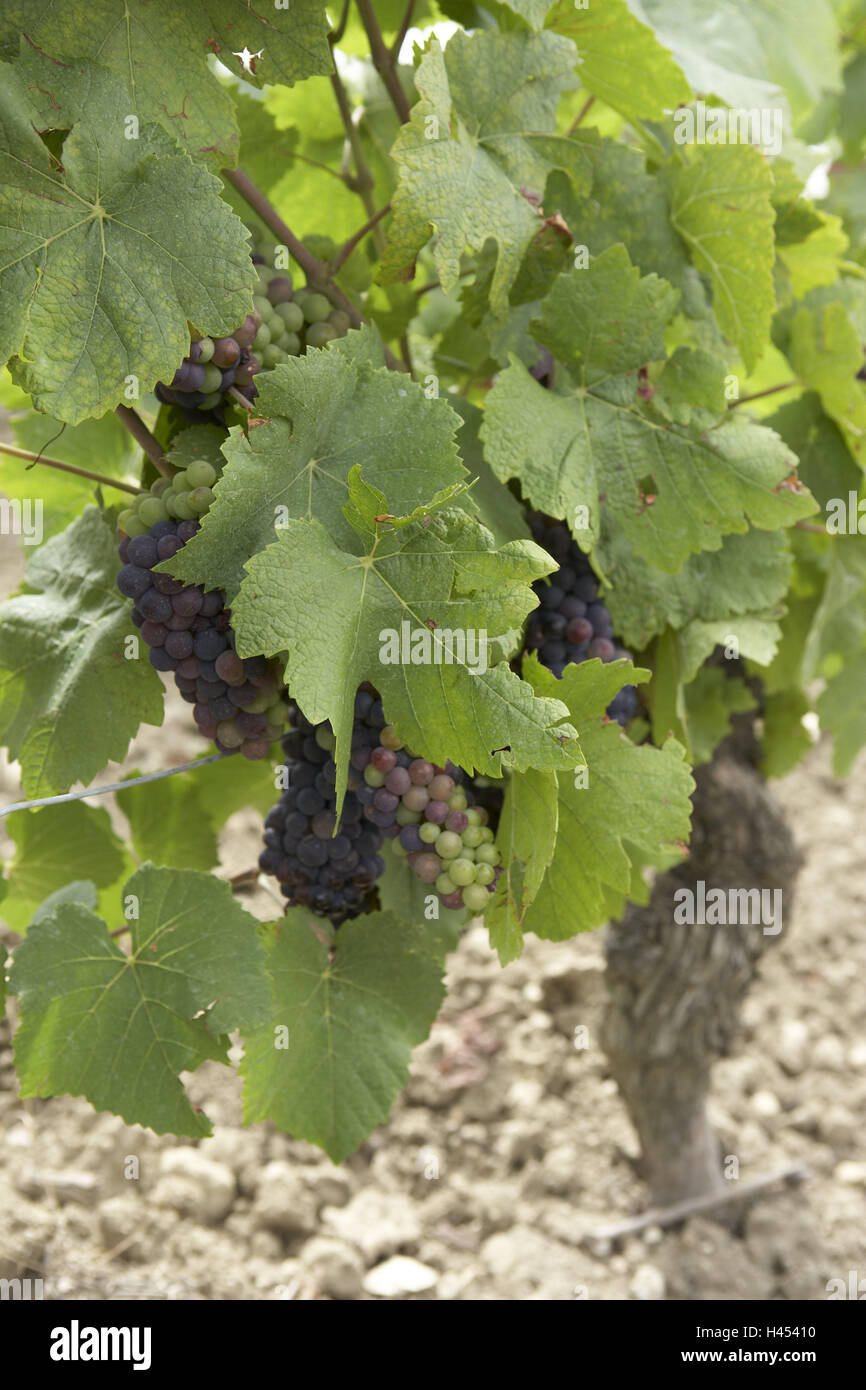 Ground vines hi-res stock photography and images - Alamy