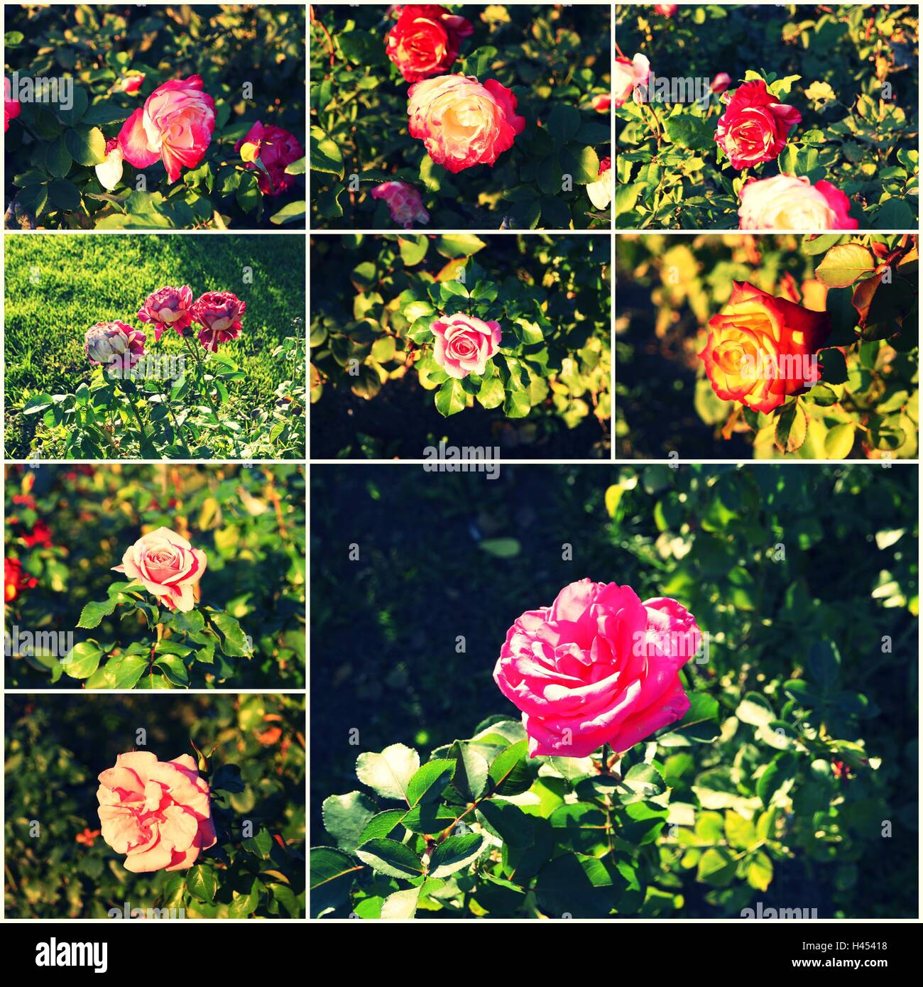 Roses in garden collage of photos Stock Photo - Alamy