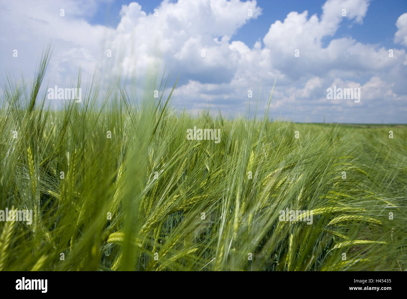 Grain field with forest hi-res stock photography and images - Alamy