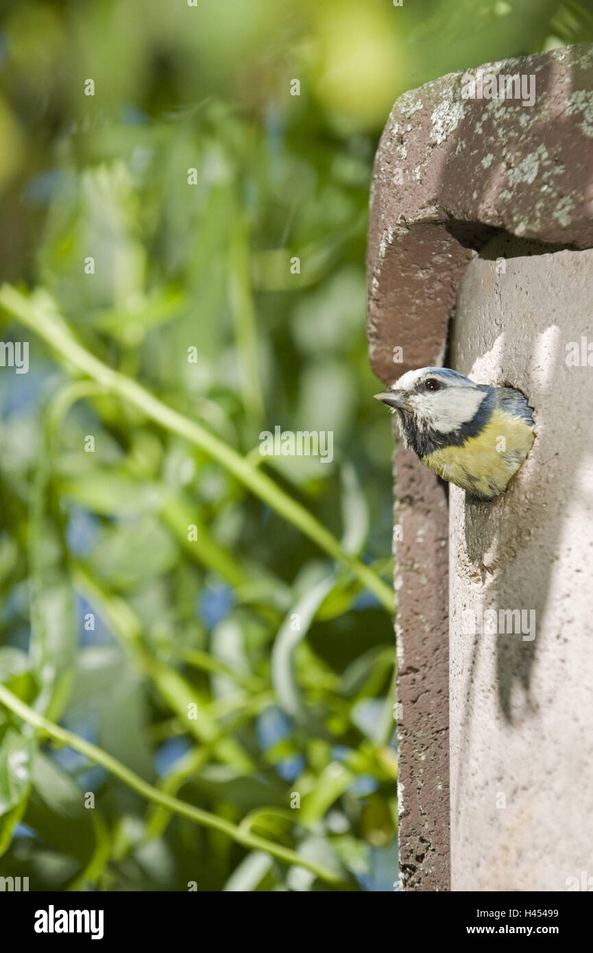 Nesting box, detail, blue tit, Cyanistes caeruleus, look out, animal ...