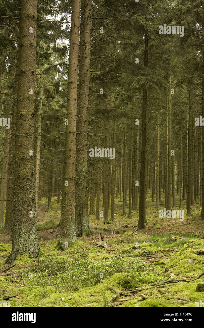 Belgium, Wallonie, Ardennes, Stavelot, wood, Europe, trees, vegetation ...