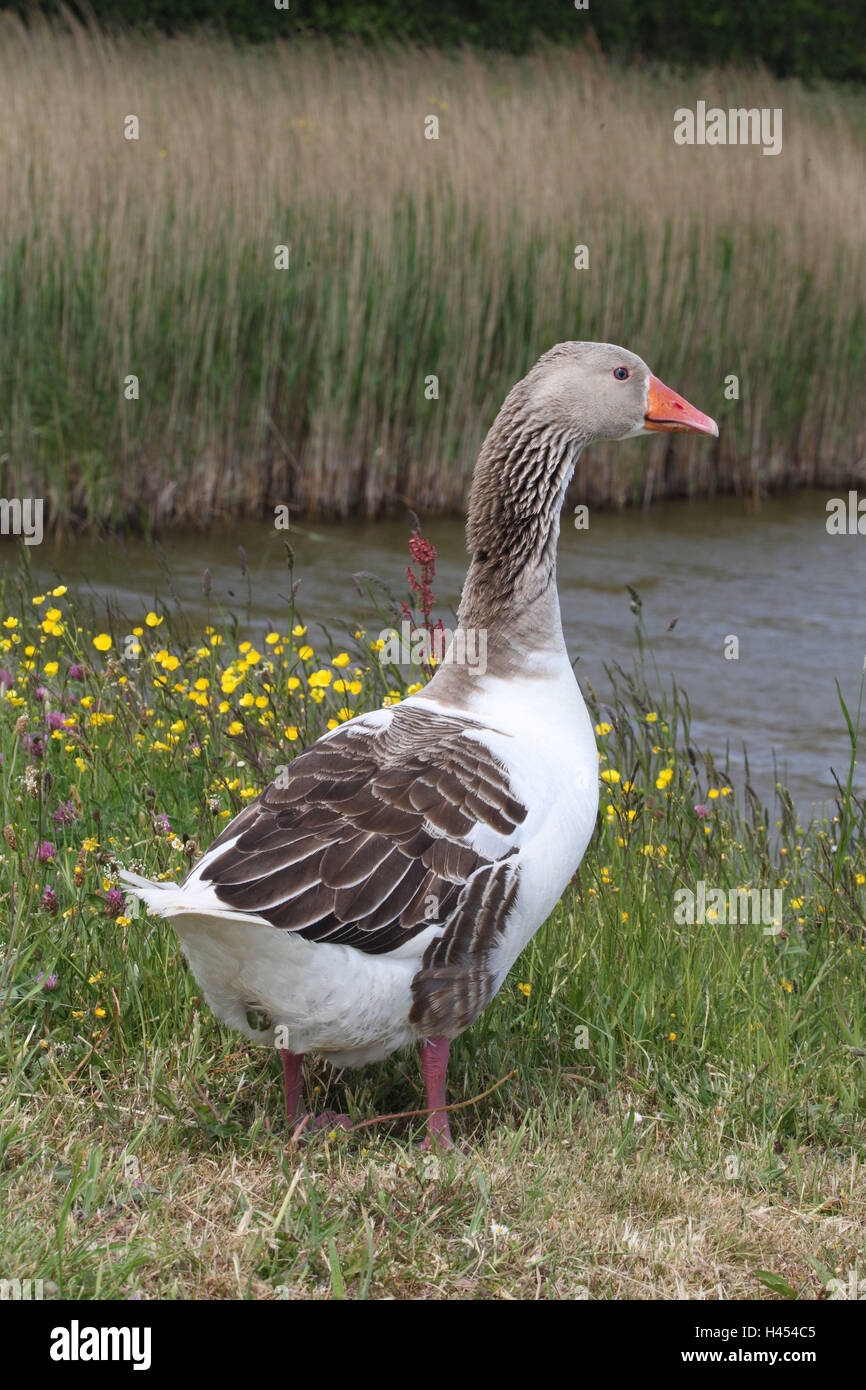 Goose house hi-res stock photography and images - Alamy