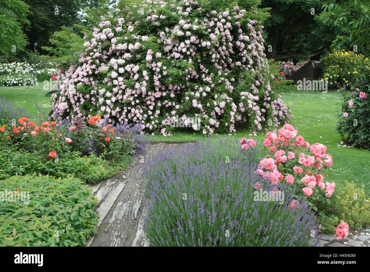 Rose garden, way Stock Photo - Alamy