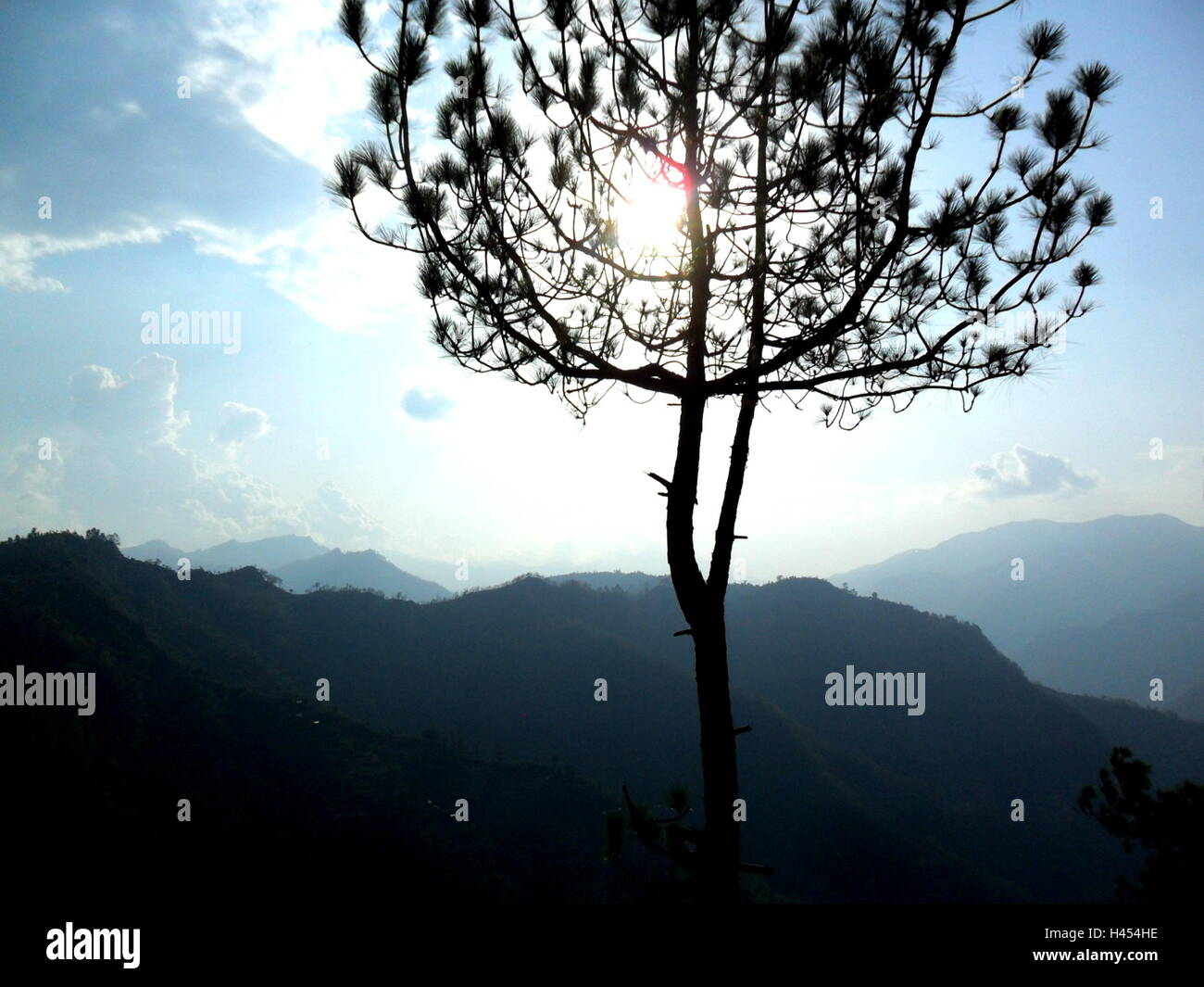Nepalese tree hi-res stock photography and images - Alamy