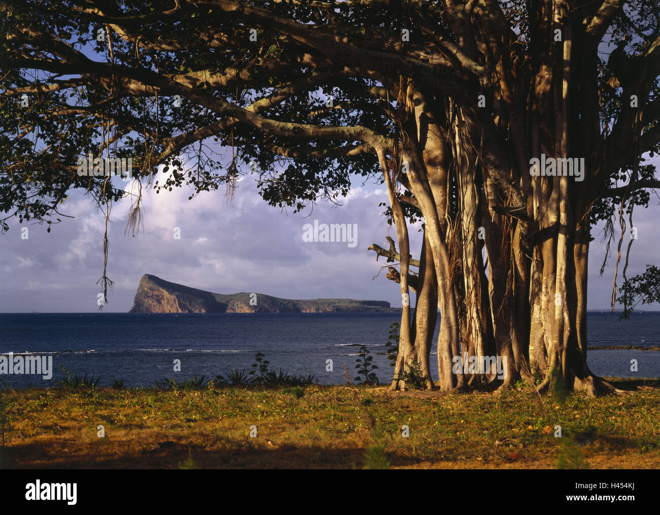 Mauritius, Cap Malheureux, view, island Coin de Mire, tree, mehrstämmig ...