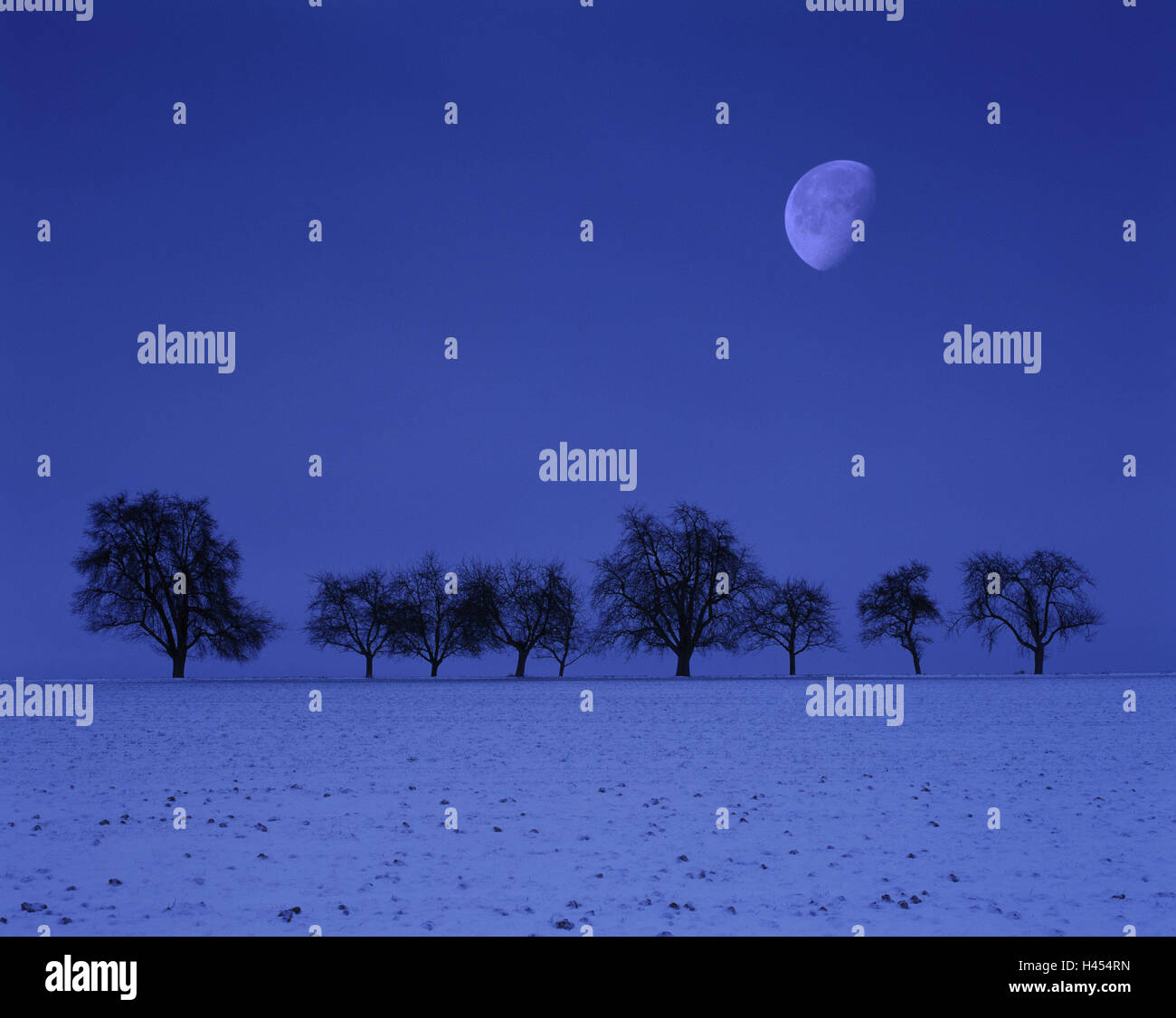 Field scenery, broad-leaved trees, snow, moon, evening, [M], bald ...